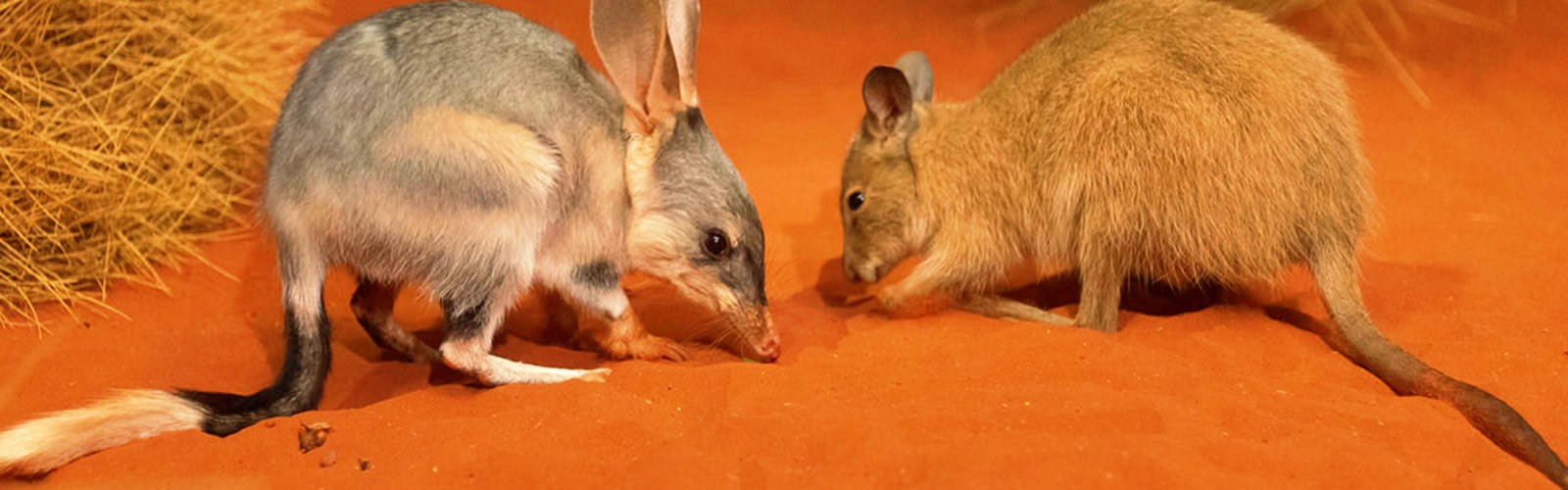 Alice Springs Attractions and Things to Do | ClubConnect